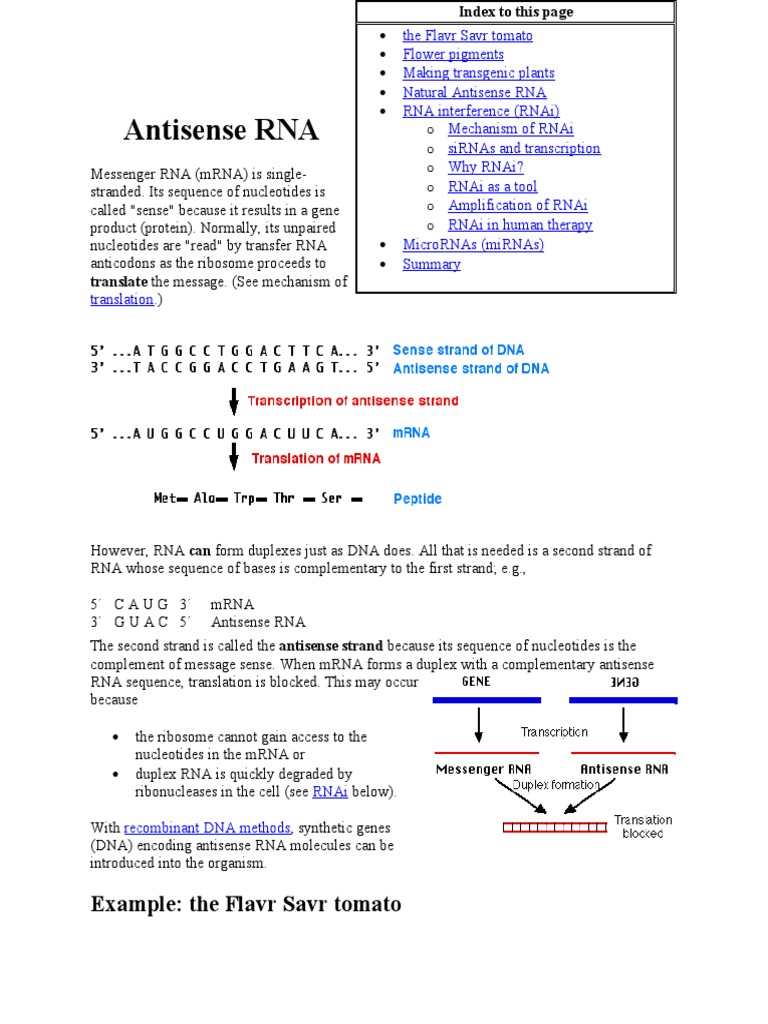 Antisense RNA: Example: The Flavr Savr Tomato | PDF | Rna Interference ...
