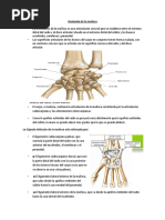 Anatomía del Extensor del Meñique | PDF