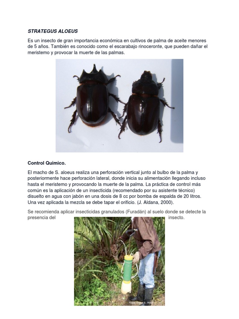 Strategus Aloeus | PDF | Ciencia y matemática