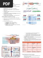 Metaneuron Manual | PDF | Inhibitory Postsynaptic Potential | Membrane ...