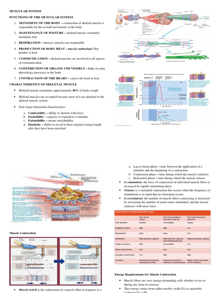 Muscular System Reviewer | PDF | Human Leg | Muscle Contraction
