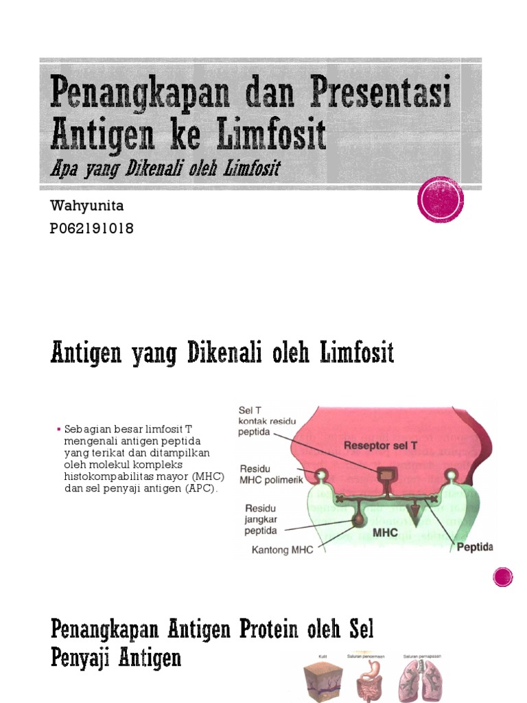 Penangkapan Dan Presentasi Antigen | PDF