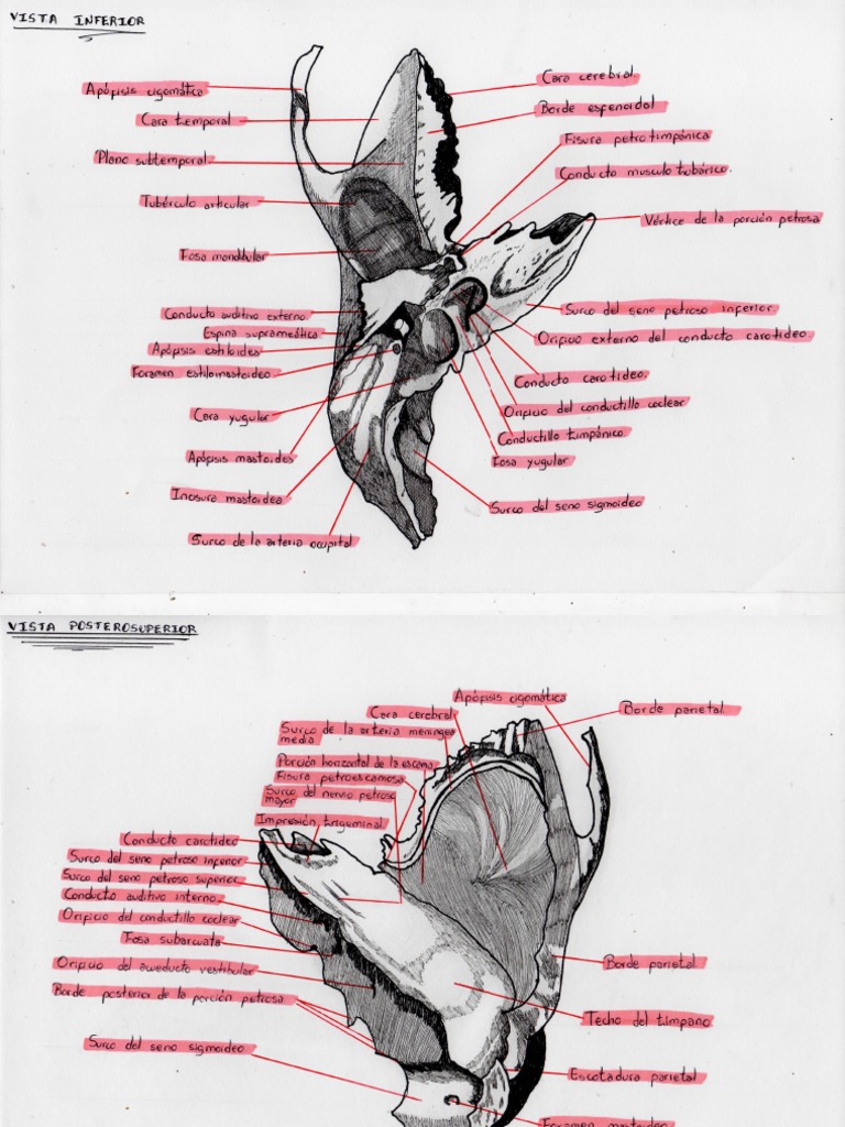 Dibujos Del Hueso Temporal | PDF