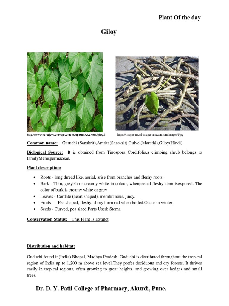 Giloy: Plant of The Day | PDF | Plants | Botany