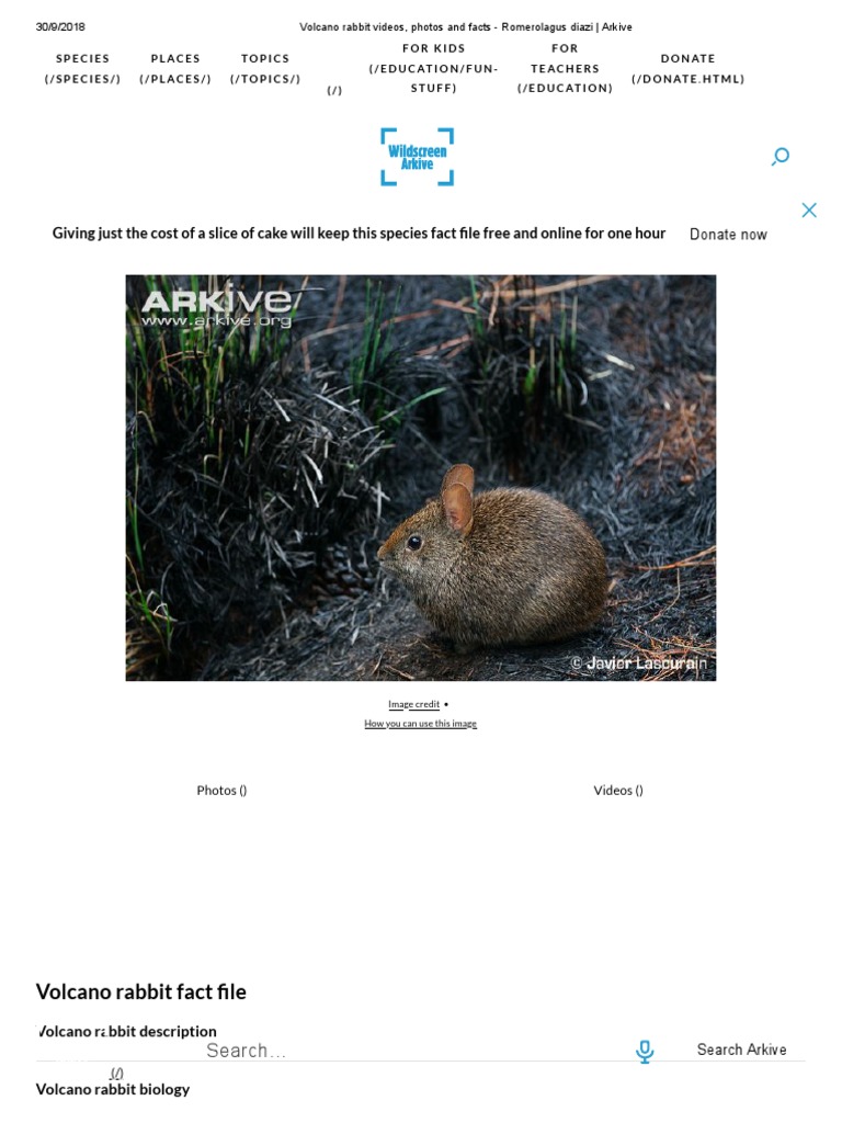 Volcano Rabbit Videos, Photos and Facts - Romerolagus Diazi _ Arkive ...