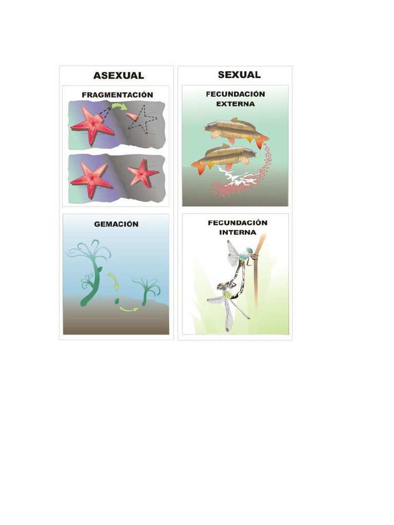 Fecundacion Interna y Externa PDF | PDF