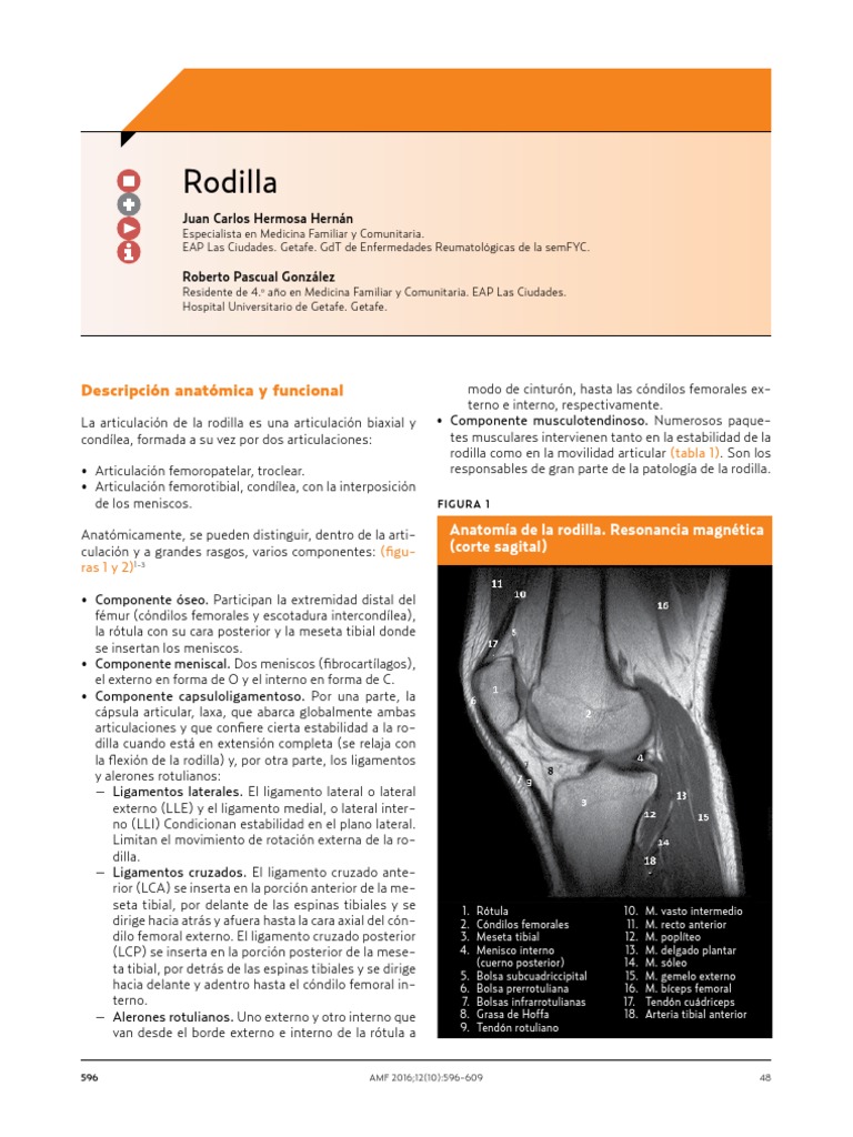 Rodilla | PDF | Rodilla | Articulaciones