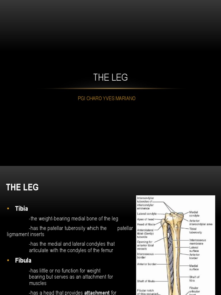 The Leg | PDF | Human Leg | Ankle