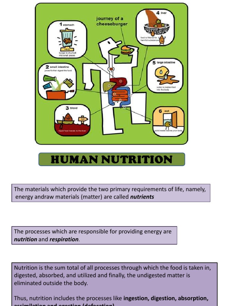 Human Nutrition | PDF | Stomach | Carbohydrates