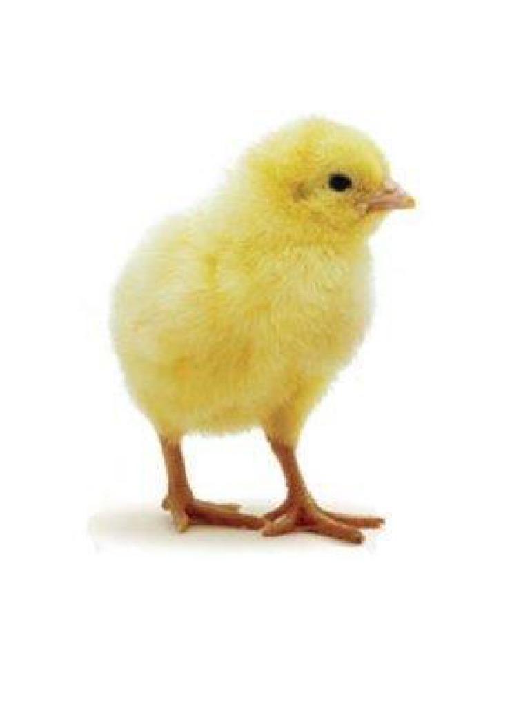 Ciclo de Vida del Pollo y Gallo | PDF | Pollo | Huevo