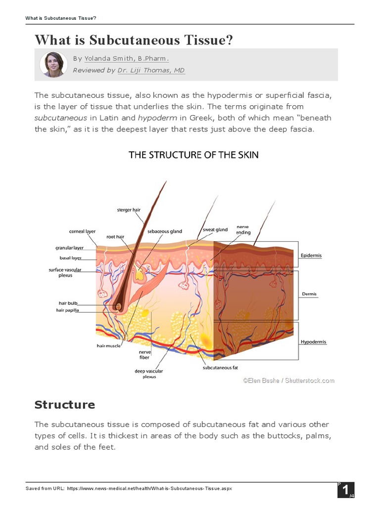What Is Subcutaneous Tissue | PDF | Skin | Human Body