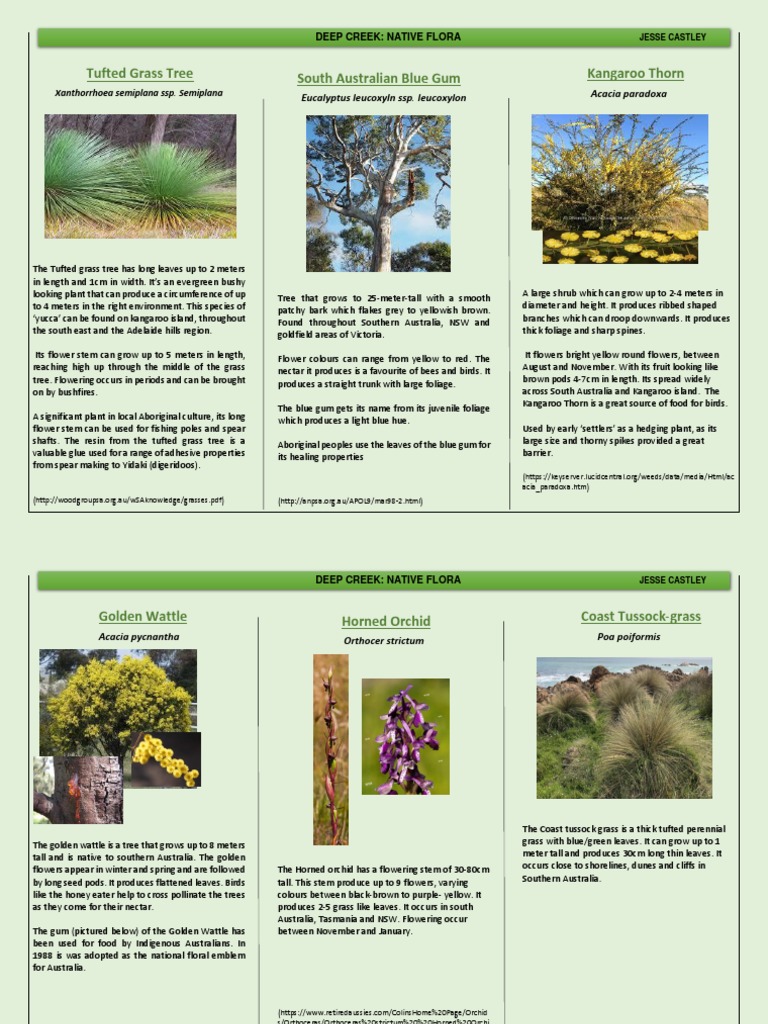 Flora | PDF | Botany | Horticulture And Gardening