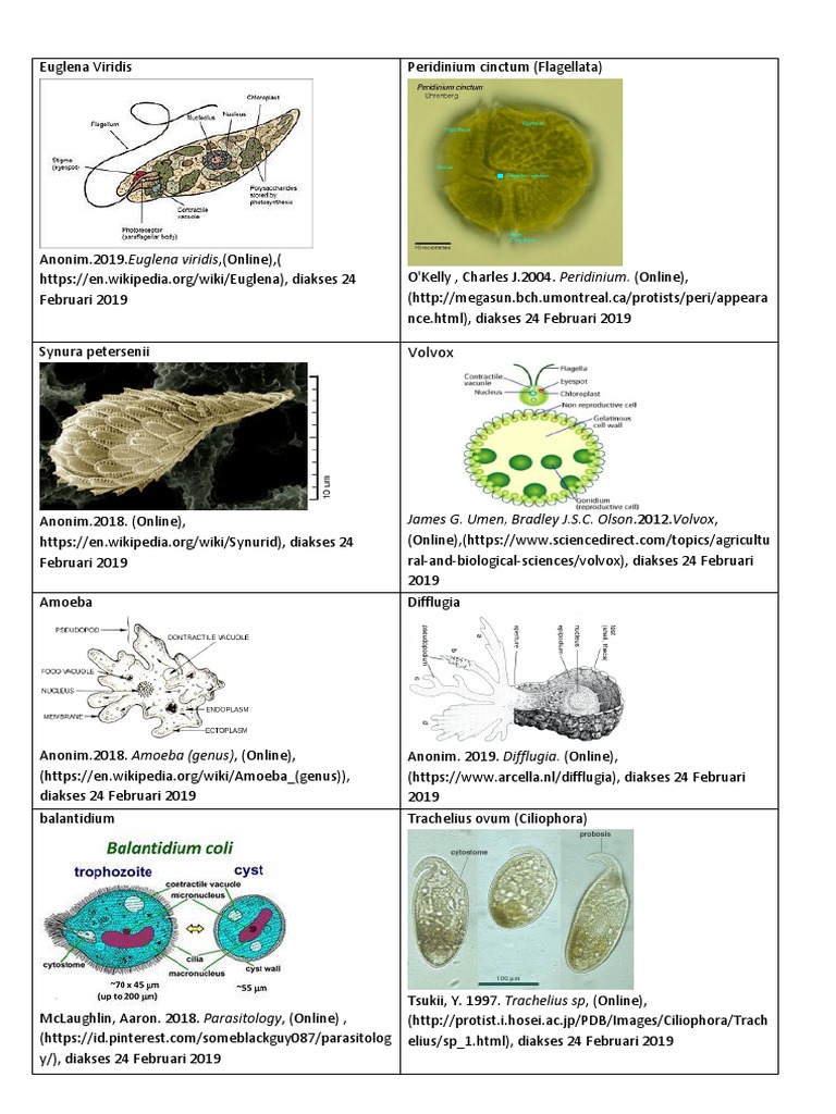Gambar Protista | PDF | Eukaryotes | Microorganism