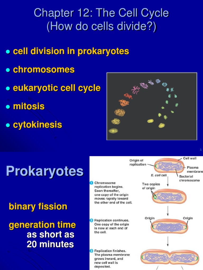 Chapter 12: The Cell Cycle (How Do Cells Divide?) | PDF | Mitosis ...