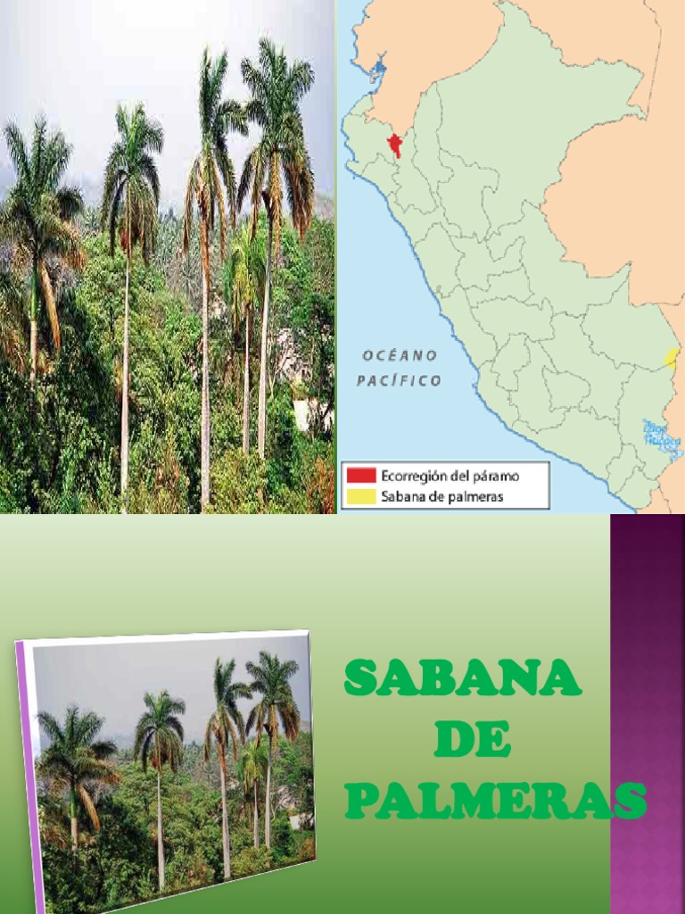 Sabana de Palmeras | PDF | Sabana | Temporada húmeda