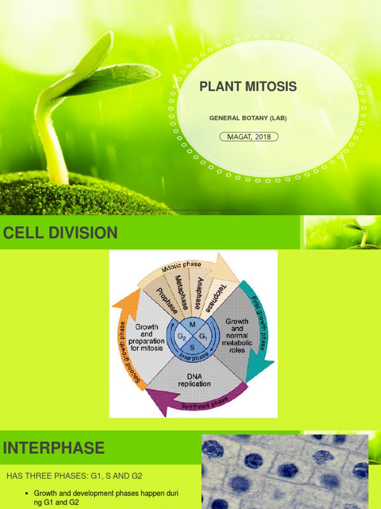 Plant Cell Cycle | PDF | Mitosis | Chromosome