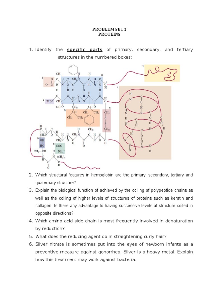 Protein Structure Problem Set | PDF