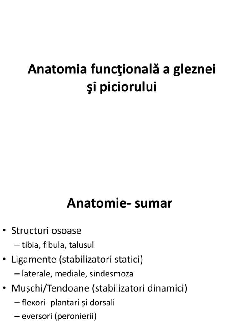 Curs 4 Anatomia Funcţională A Gleznei Şi Piciorului | PDF