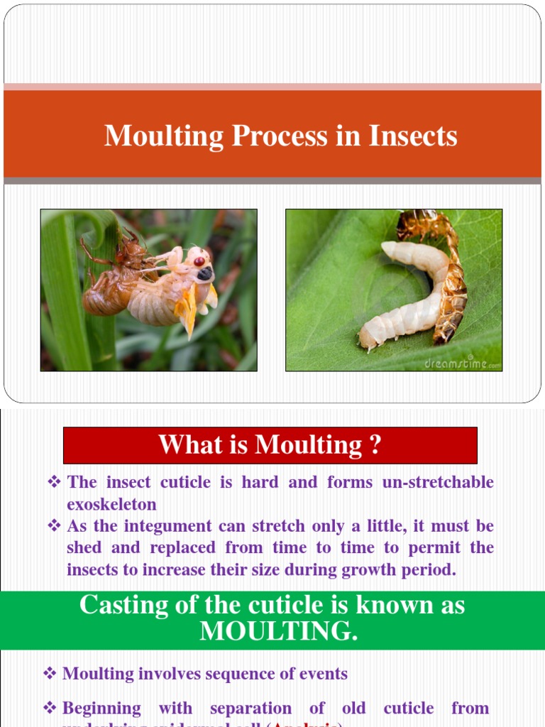 Moulting | PDF | Animal Physiology | Anatomy