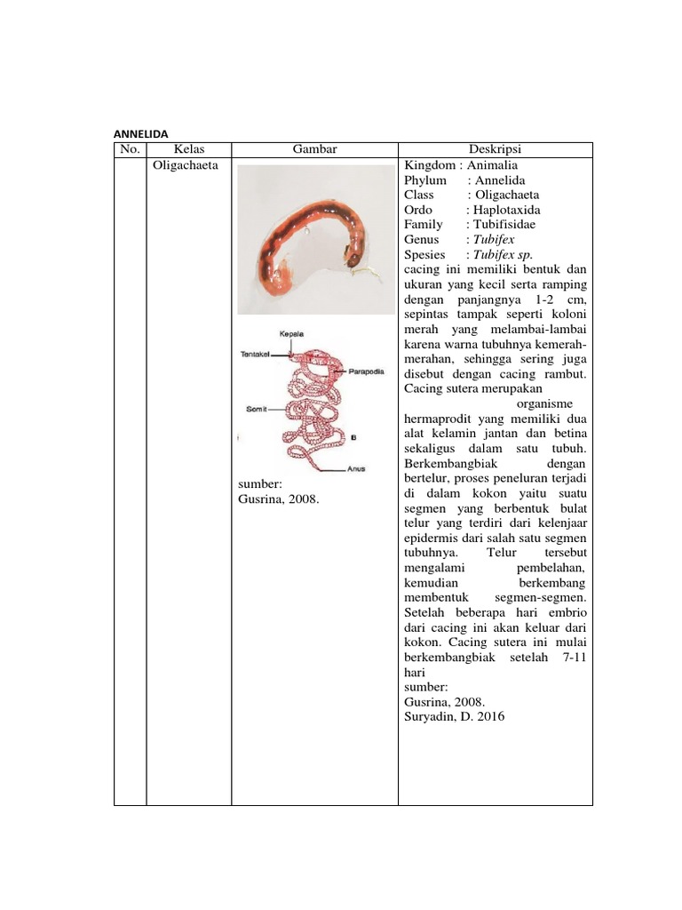 Annelida | PDF