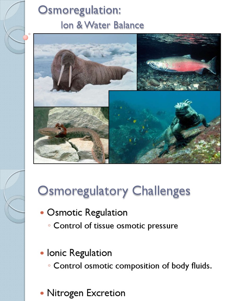 7 Osmoregulation | PDF | Excretion | Cell Membrane