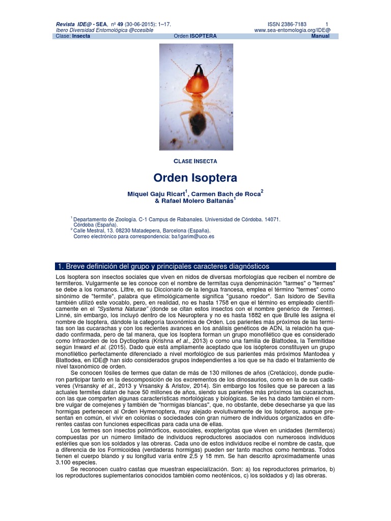 Manual de Isópteros: Morfología y Castas | PDF | Insectos | Zoología