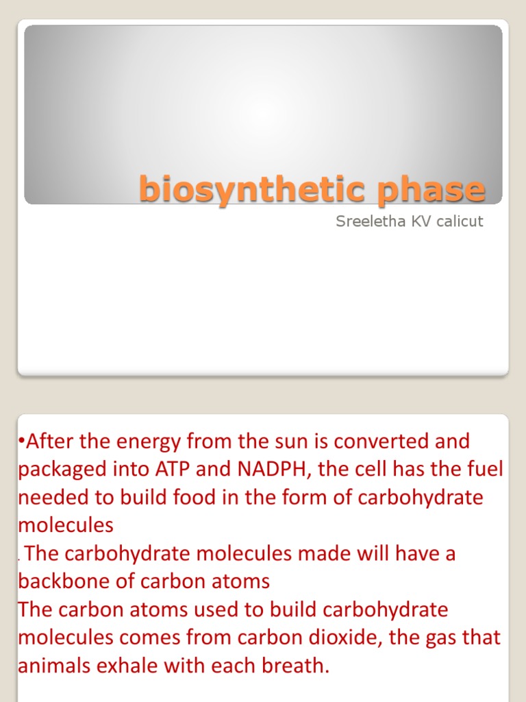 Presentation1 Biosynthetic Phase | PDF | Cell Biology | Physiology