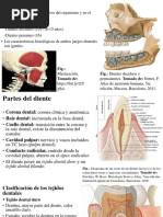 Tabla de Medidas para Dientes Permanentes | PDF | Anatomia dental | Diente