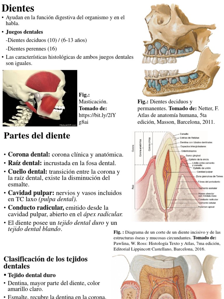 Dientes Histología | PDF | Diente | Dentina