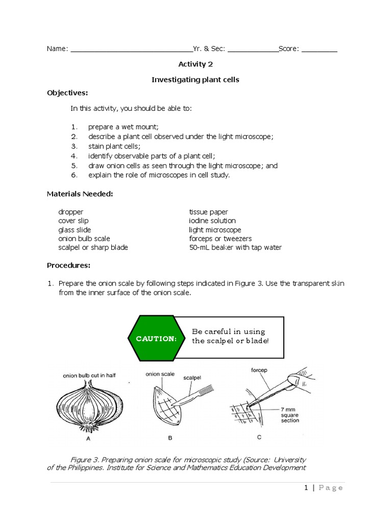 Investigating Plant Cells | PDF | Staining | Microscope