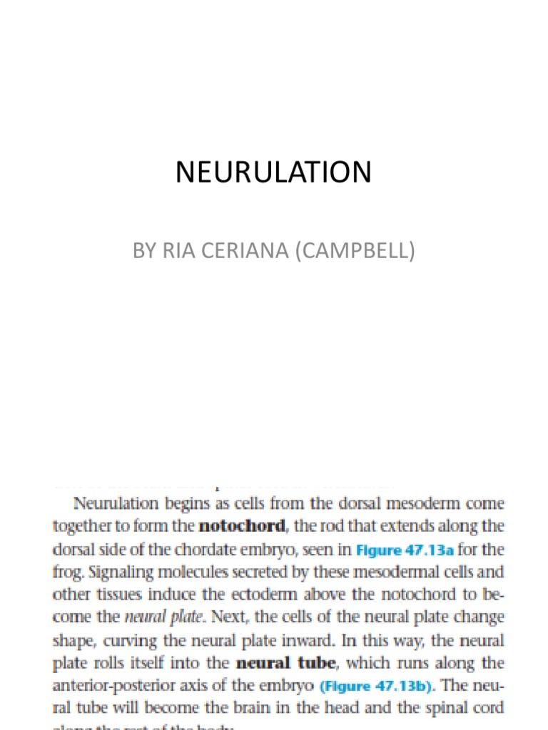 Neurulation Campbell | PDF
