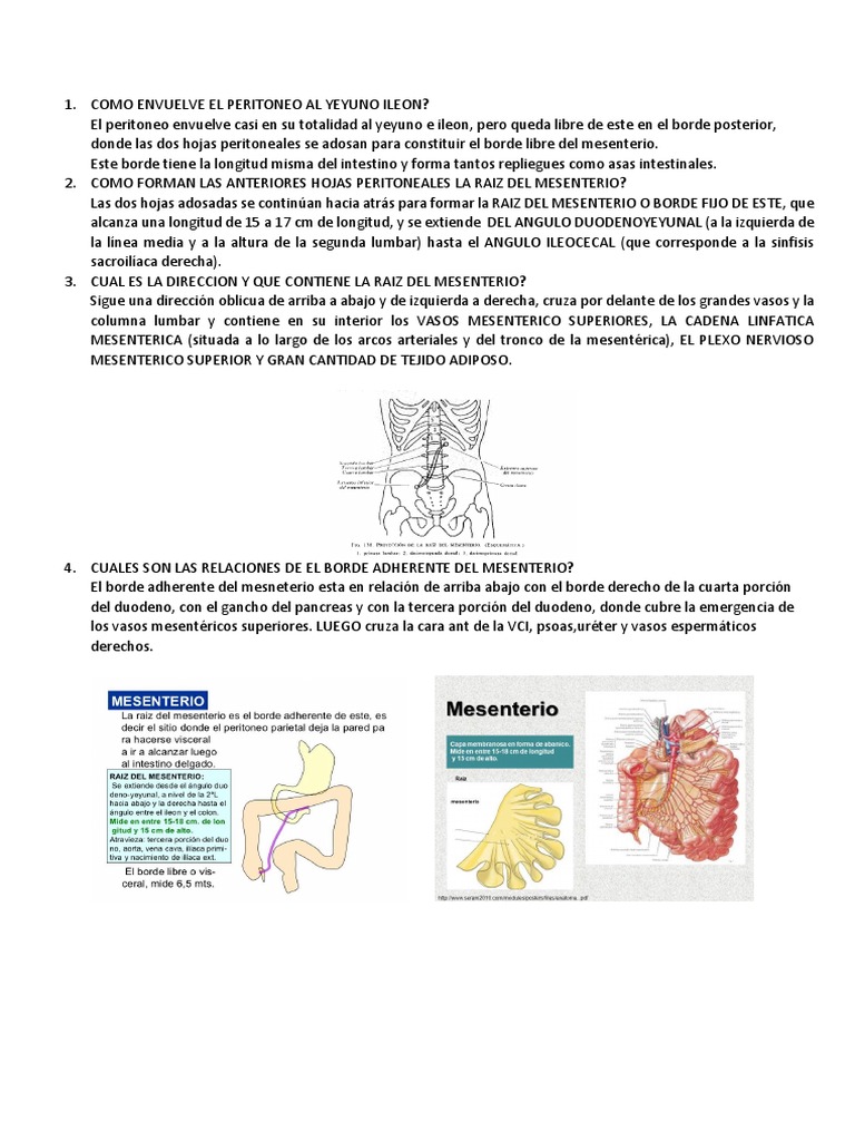 Anatomía del yeyuno e ileon intestinal | PDF | Intestino delgado ...