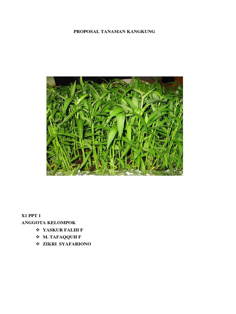 Proposal Tanaman Kangkung | PDF