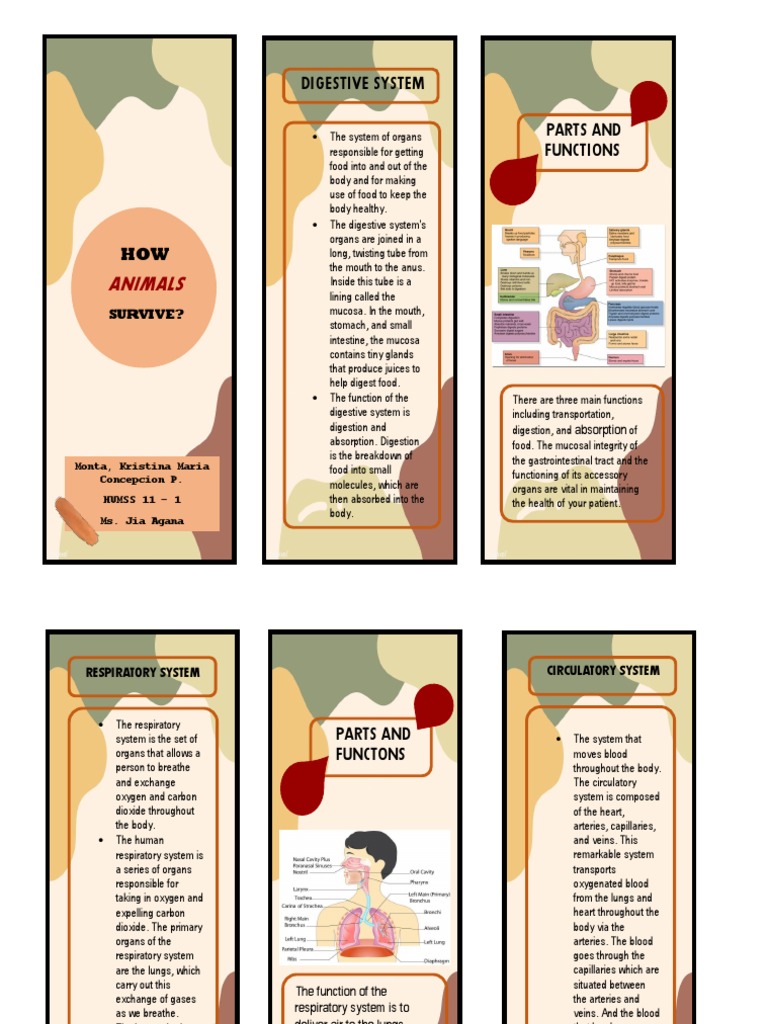 Pamphlet Science g11 | PDF | Human Body | Circulatory System