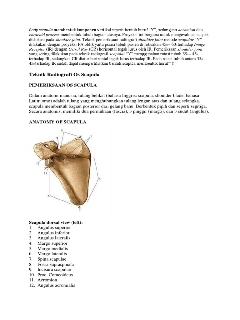 Scapula | PDF