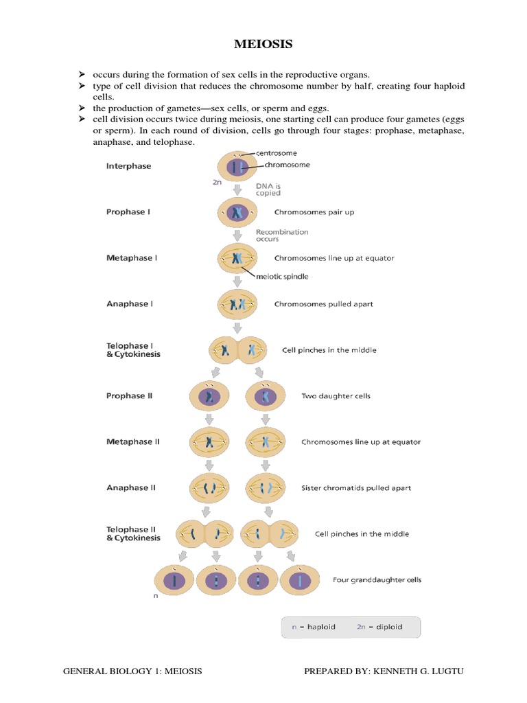 Meiosis PDF | PDF | Meiosis | Mitosis