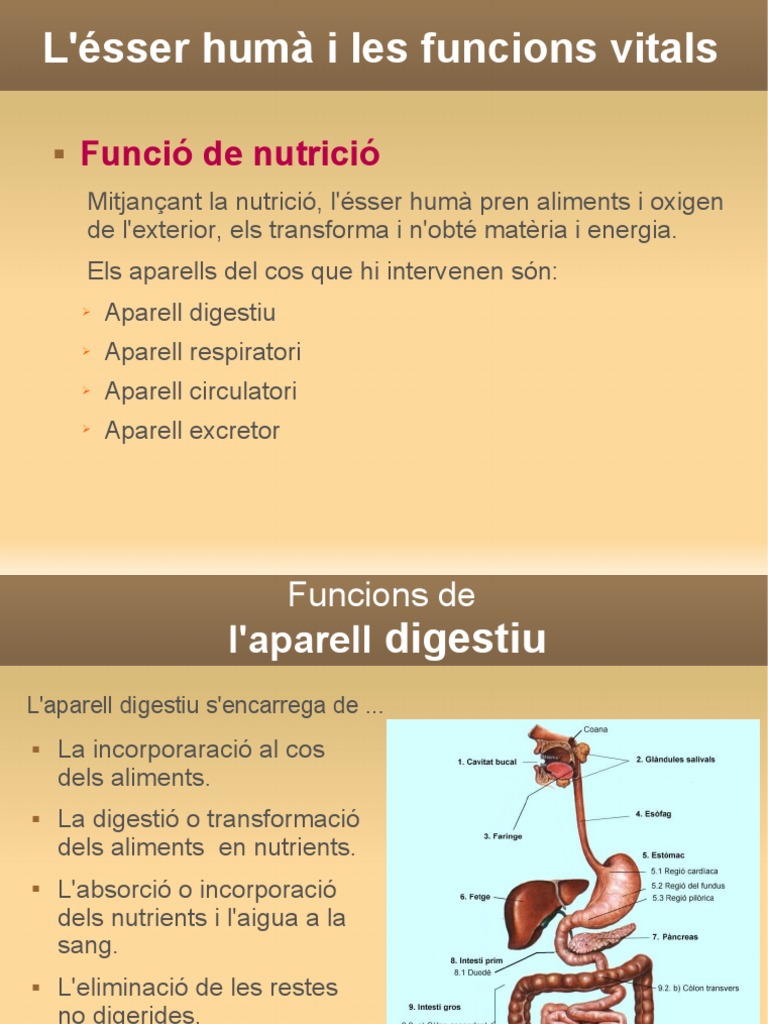 Funcions Vitals Humans | PDF