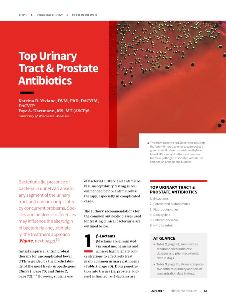 Top Urinary Tract And Prostate Antibiotics Katrina R Viviano Dvm Phd Dacvim Dacvcp Faye A