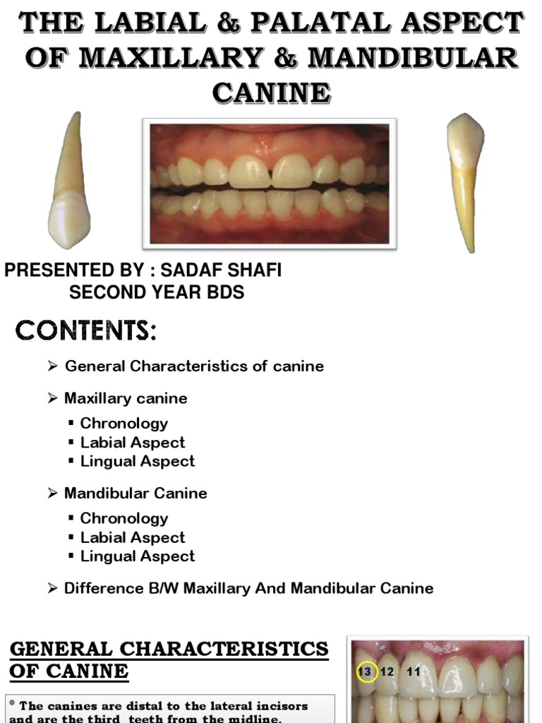Maxillary and Mandibular Canine | PDF | Dentistry Branches | Dental Anatomy