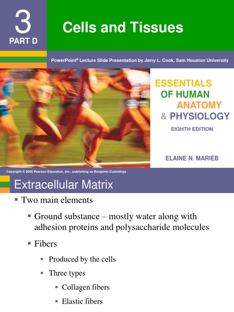 Tissue and Membrane 2 | PDF | Tissue (Biology) | Connective Tissue