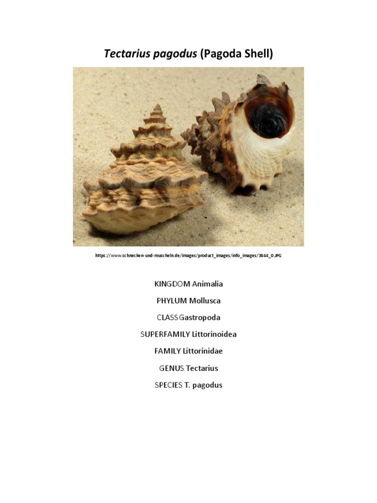 Shell Enthusiasts' Taxonomy Guide | PDF | Science & Mathematics