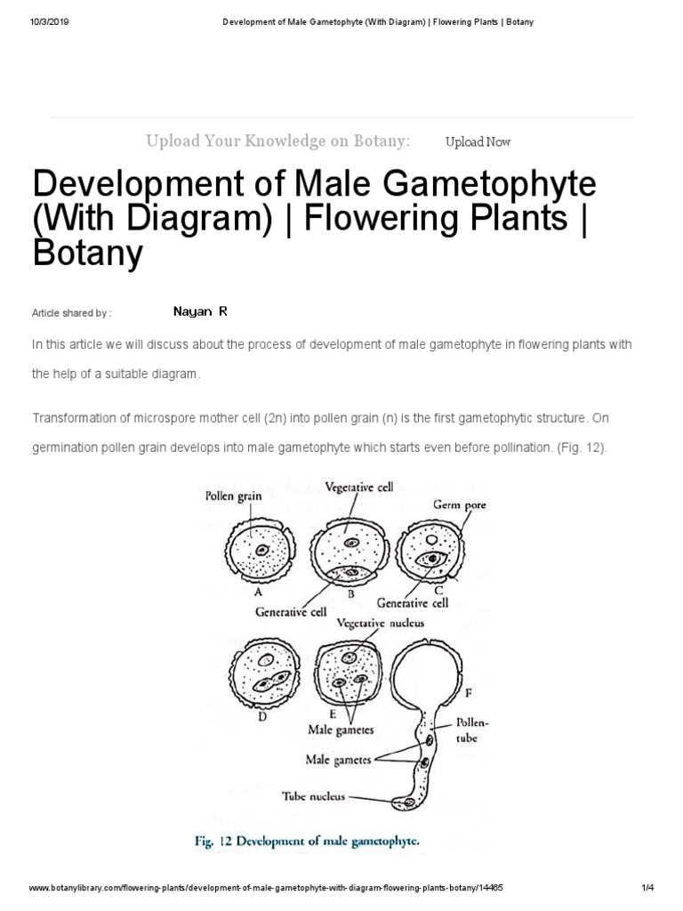 Development of Male Gametophyte (With Diagram) - Flowering Plants ...