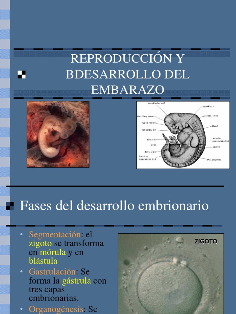 Reproduccion y Desarrollo | PDF | Placenta | Biología del desarrollo