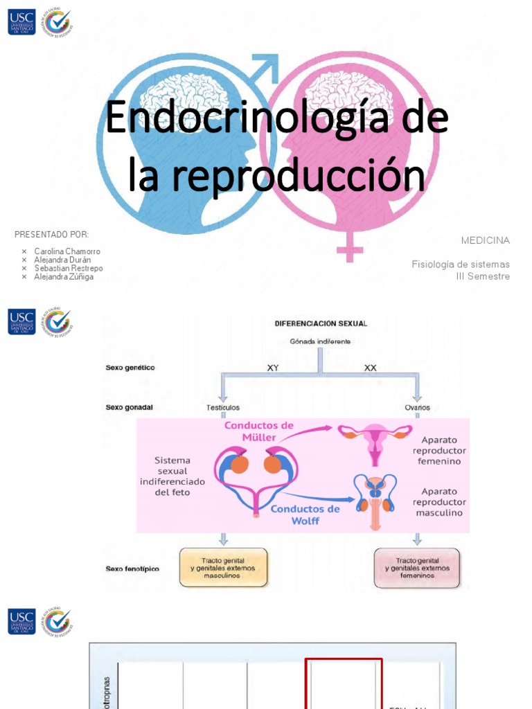 Endocrinología de la reproducción.pptx | Hormona luteinizante | Testículo