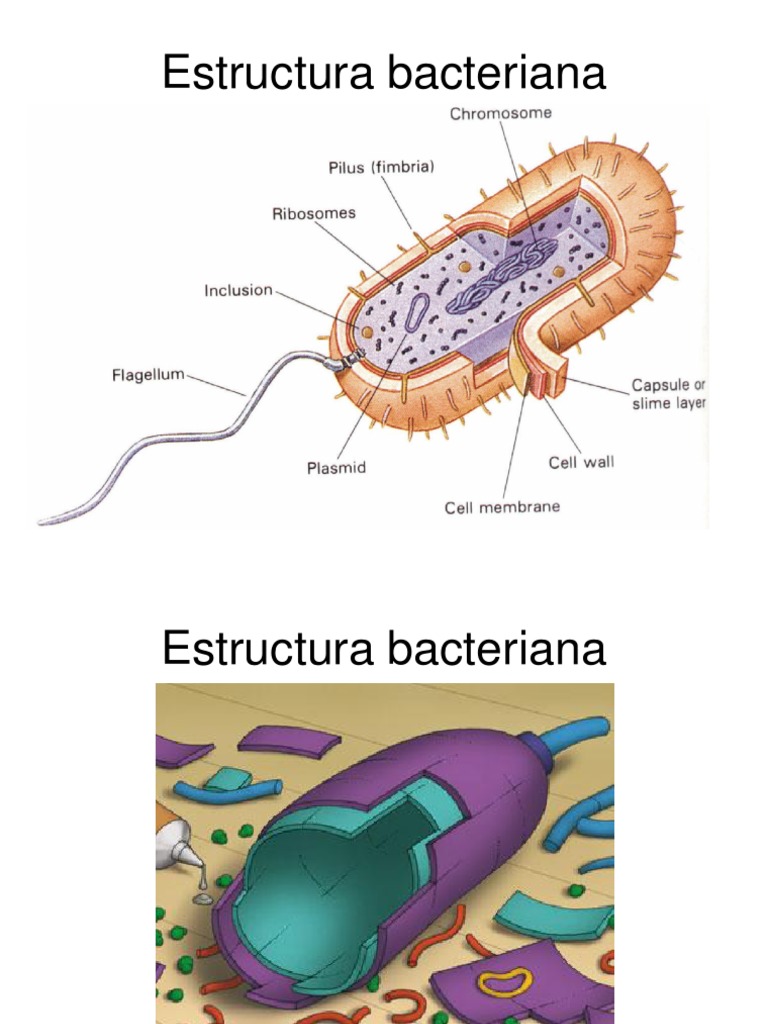 Clase 3 Estructura Capsula | PDF | Pared celular | Las bacterias