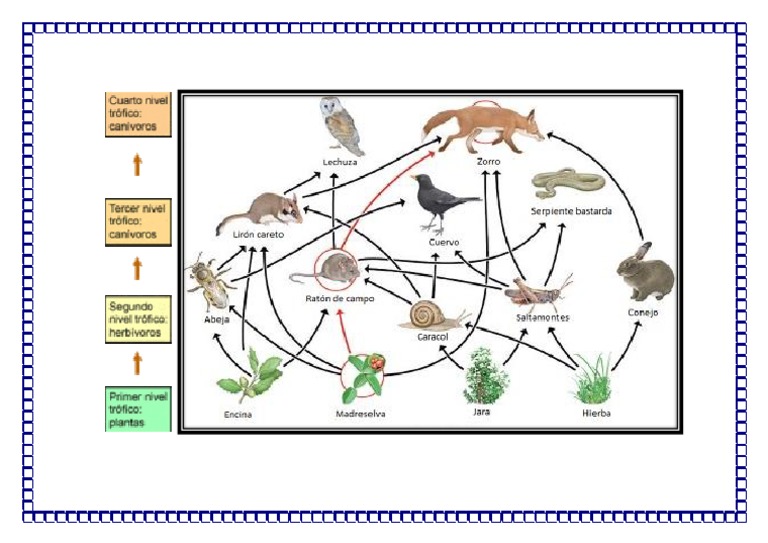 Red Trofica Terrestre