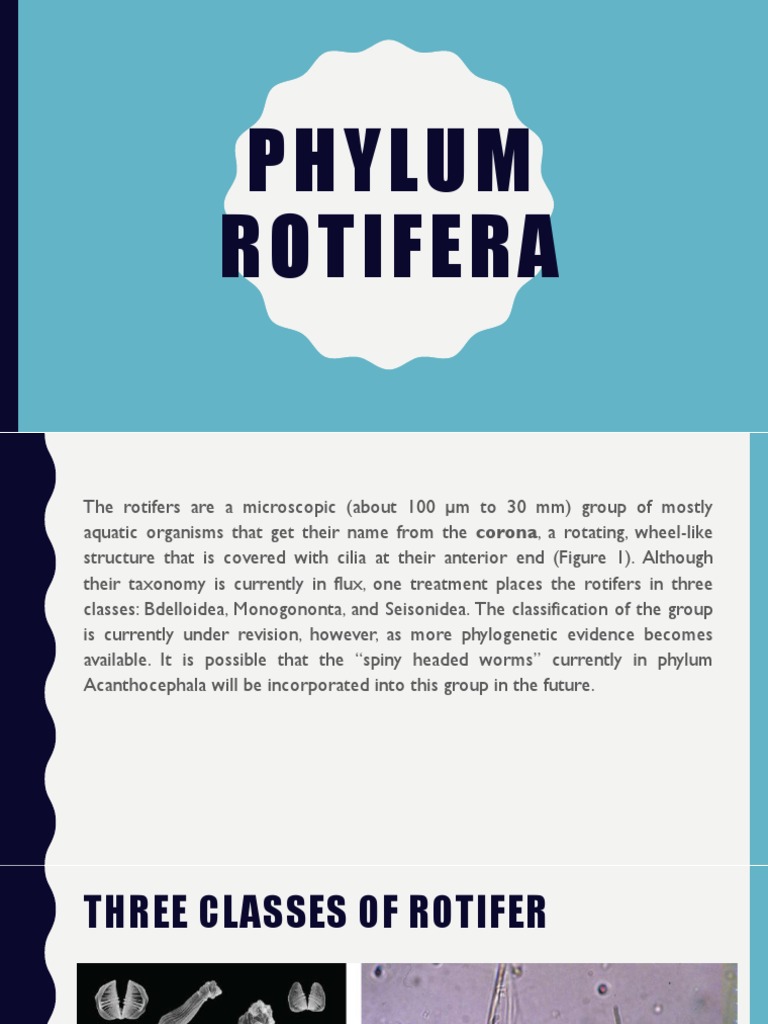 Characteristics of Phylum Rotifera | PDF | Organisms | Nature
