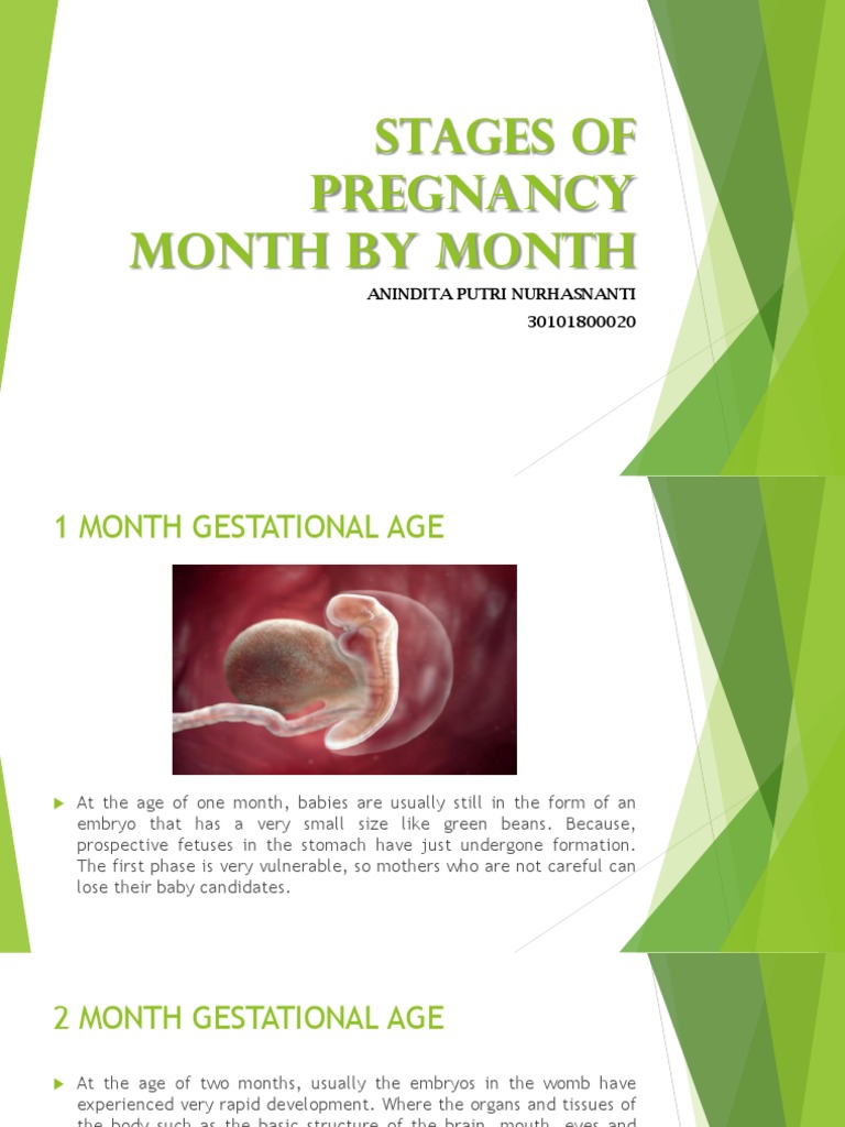 Stages of Pregnancy Month by Month | PDF | Fetus | Prenatal Development