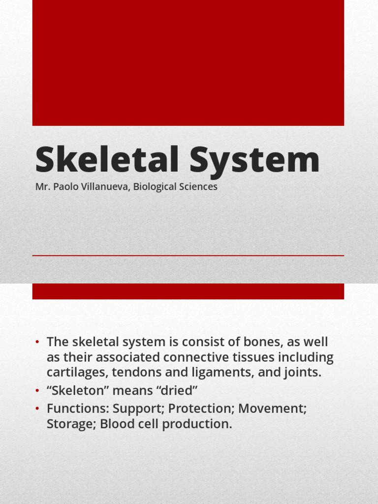 Skeletal System PDF | PDF | Skeleton | Bone