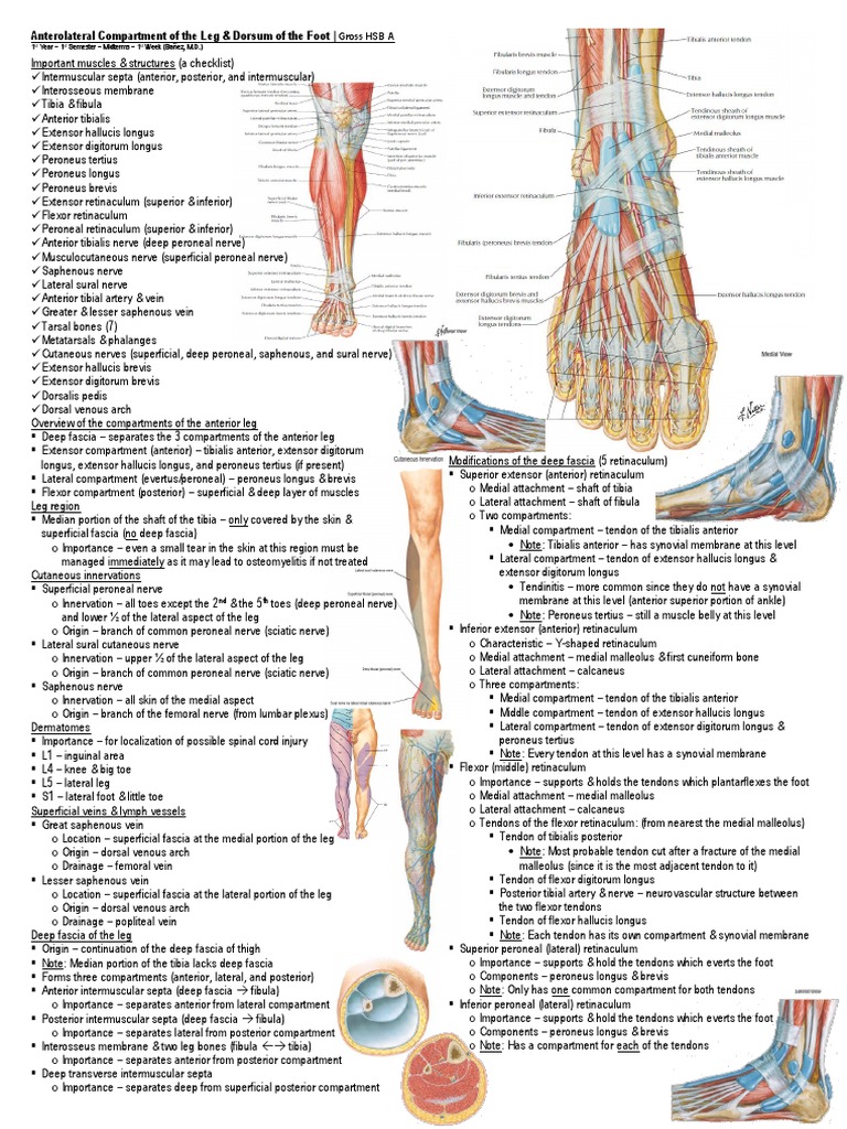 Gross HSB A - Anterolateral Compartment of The Leg and Dorsum of The ...